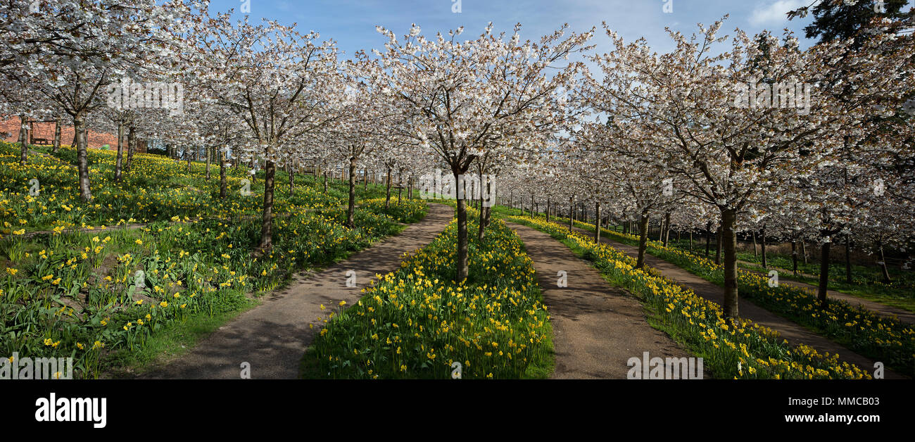 The Cherry Orchard in full bloom in The Alnwick Garden, Alnwick ...