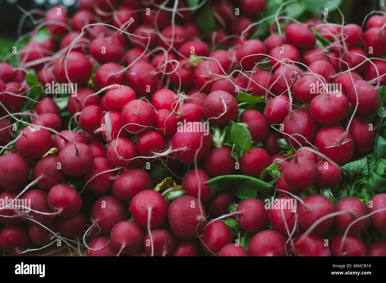 background of farm fresh radishes Stock Photo - Alamy