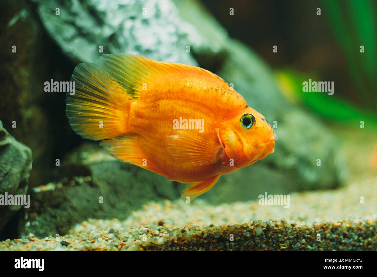 Aquarium fish - Red Parrot Cichlid Stock Photo - Alamy
