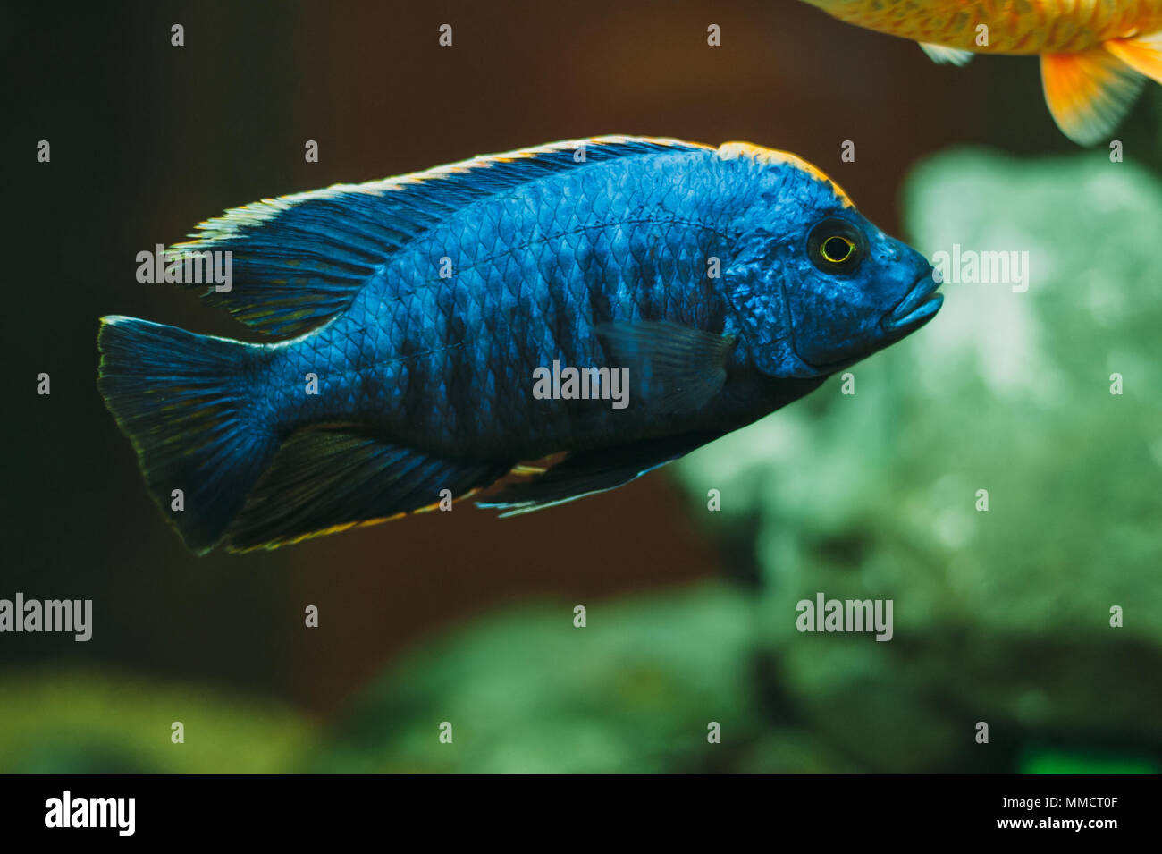 Blue fish swimming in an aquarium Stock Photo - Alamy