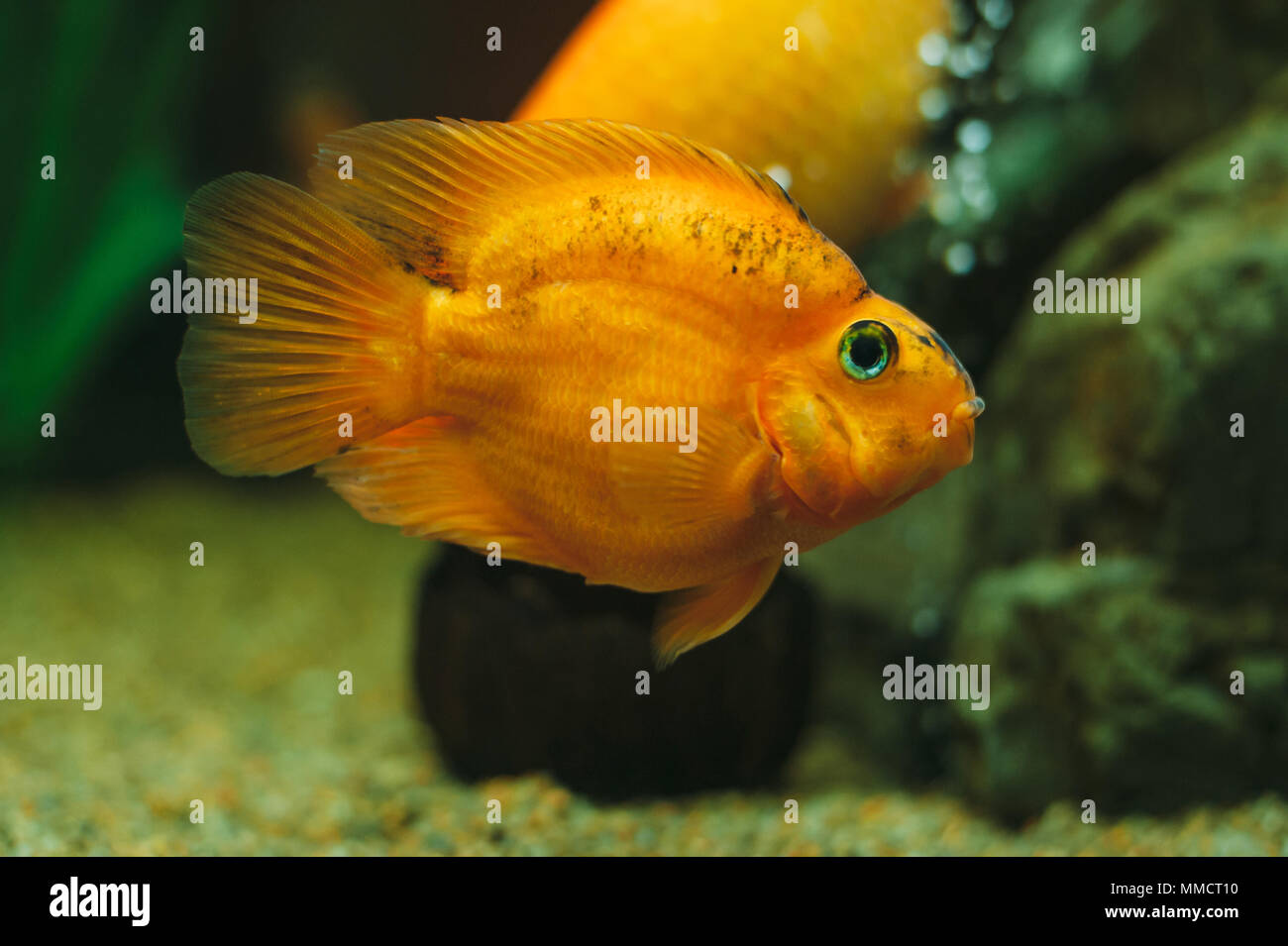 Red Parrot Fish Smiling