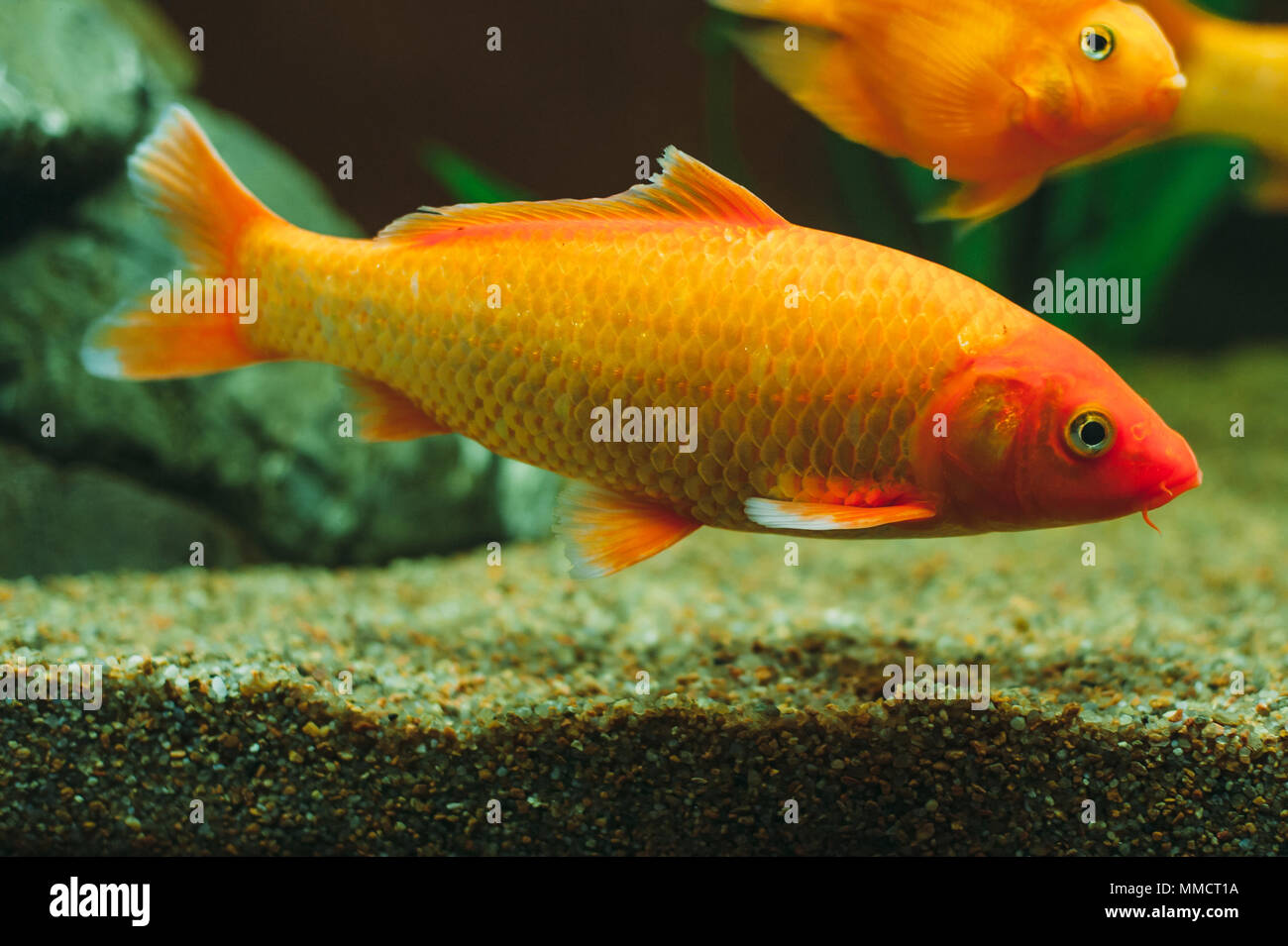 Aquarium fish - goldfish Carassius auratus Stock Photo - Alamy