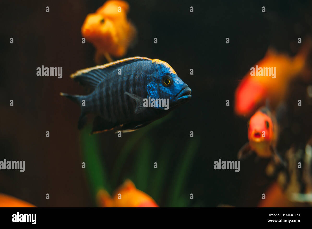 Blue fish swimming in an aquarium Stock Photo - Alamy