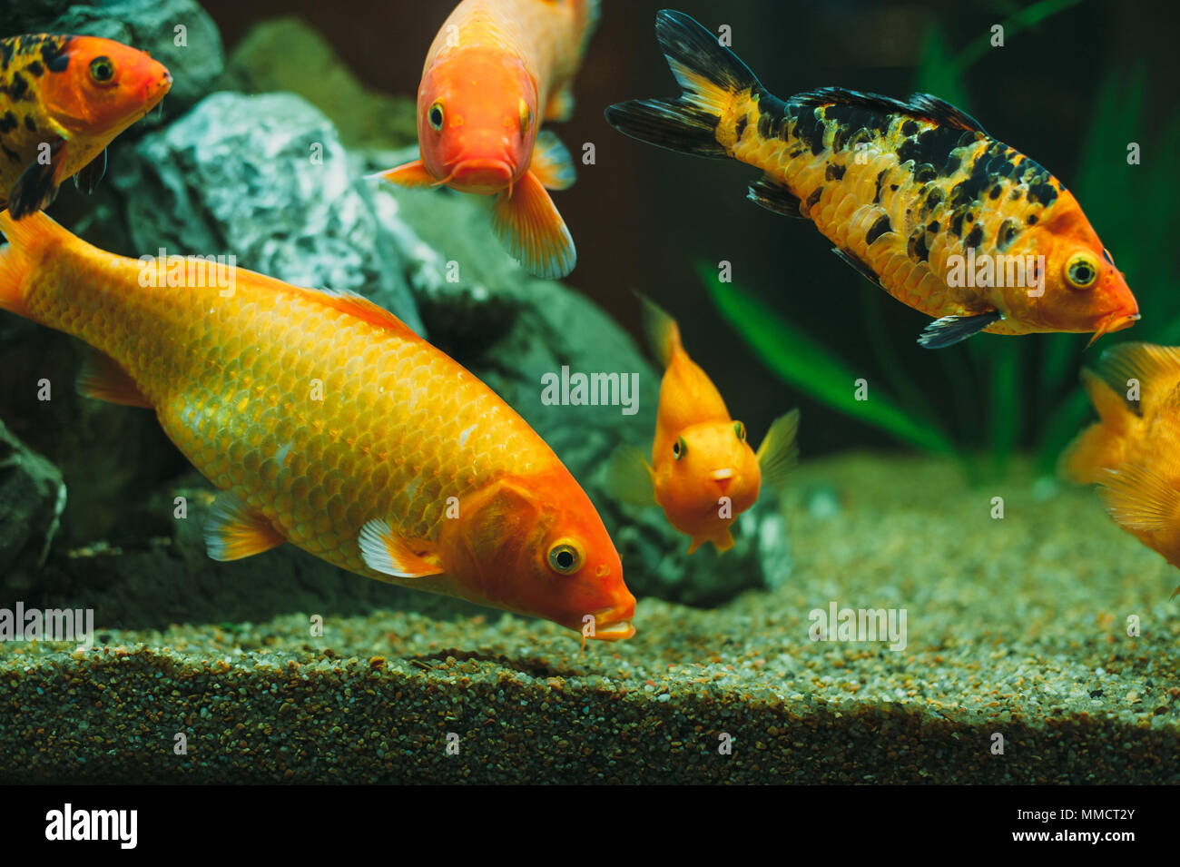 gold aquarium fish Carassius auratus Stock Photo - Alamy