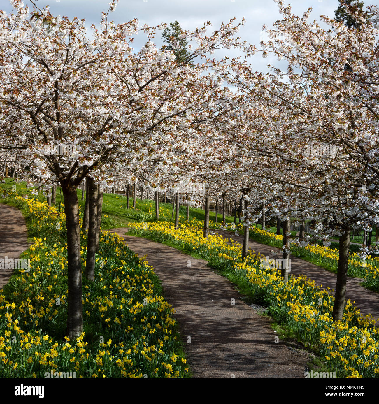 The Cherry Orchard in full bloom in The Alnwick Garden, Alnwick ...