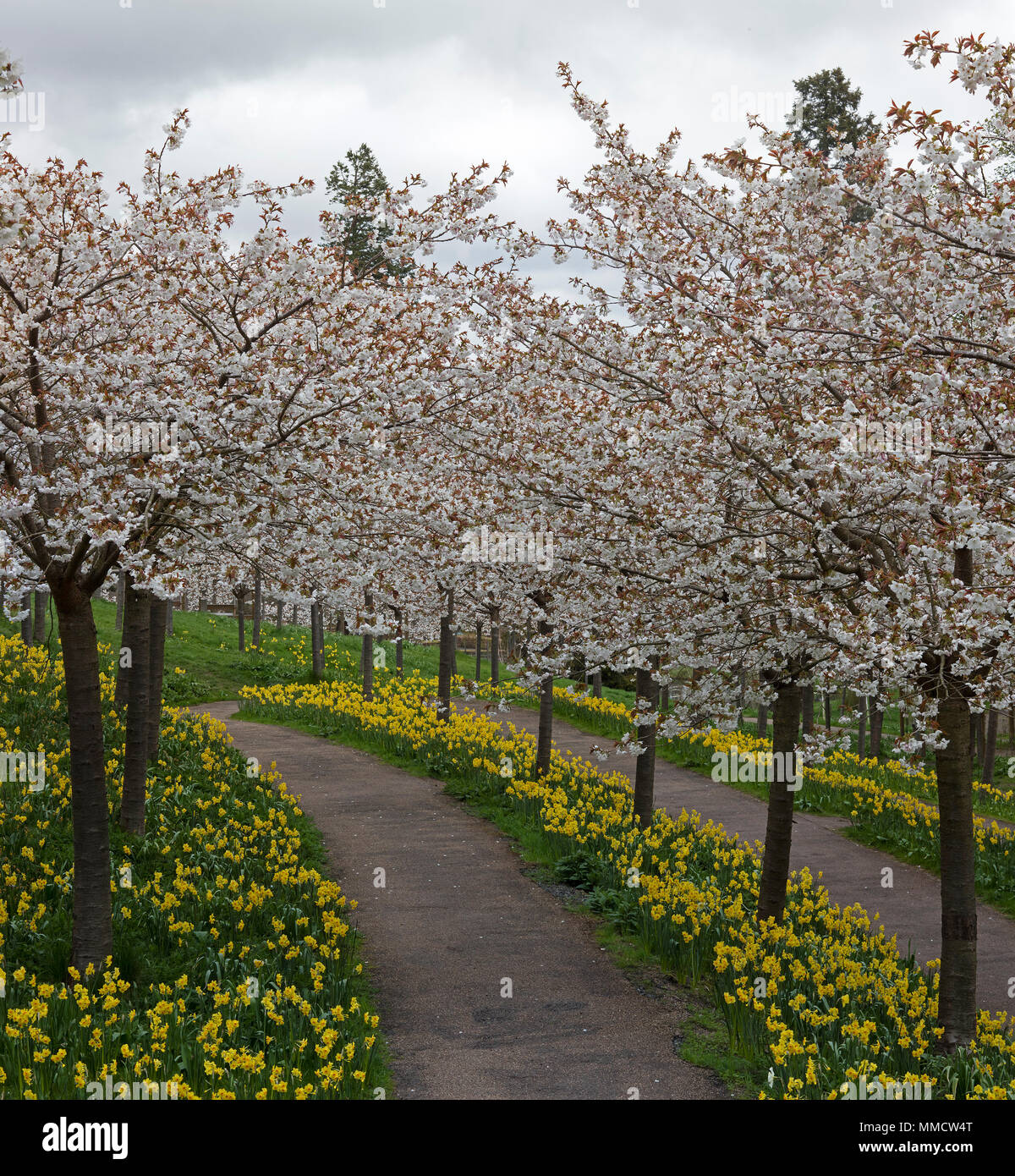 The Cherry Orchard in full bloom in The Alnwick Garden, Alnwick ...