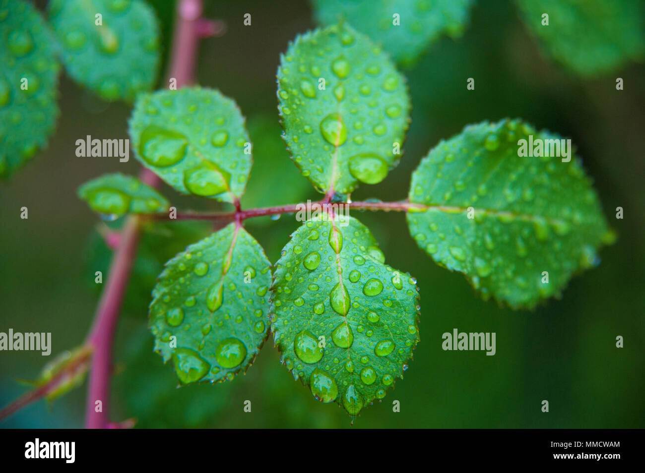 Spray rose leaves hi-res stock photography and images - Alamy