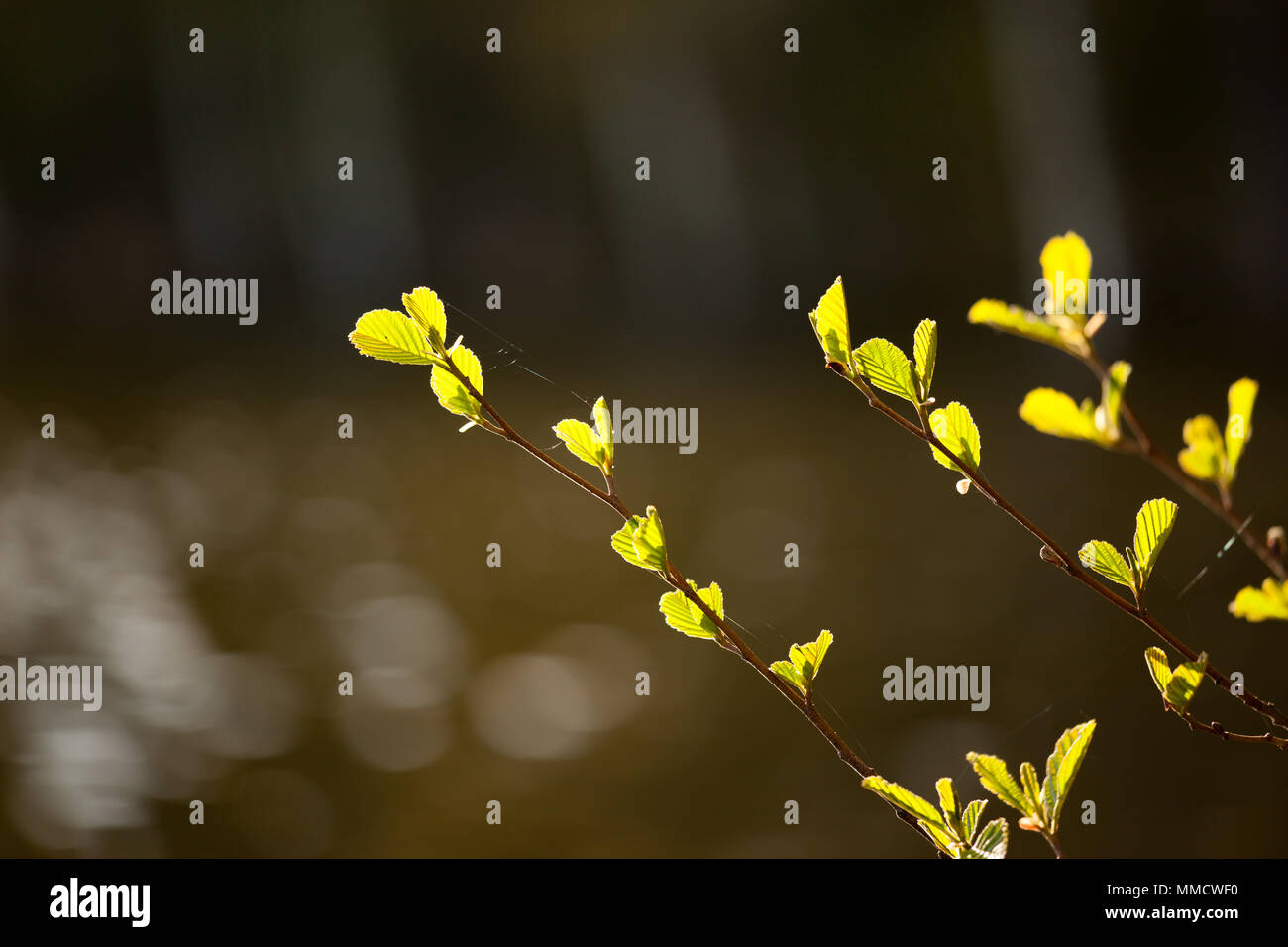 New leaf growing in tree at spring Stock Photo - Alamy