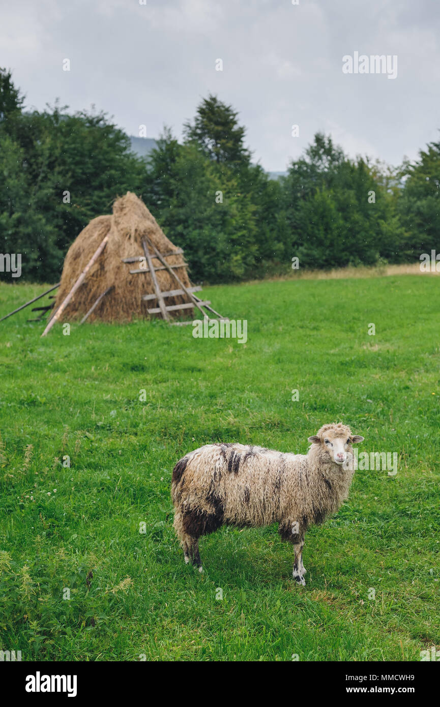 Sheep on the green lawn Stock Photo - Alamy