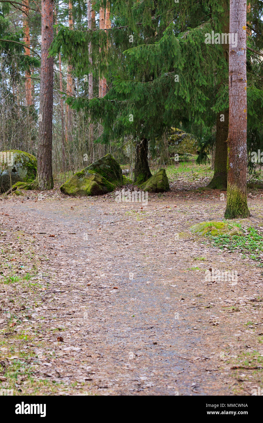 Empty pathway in forest at day nature background Stock Photo - Alamy
