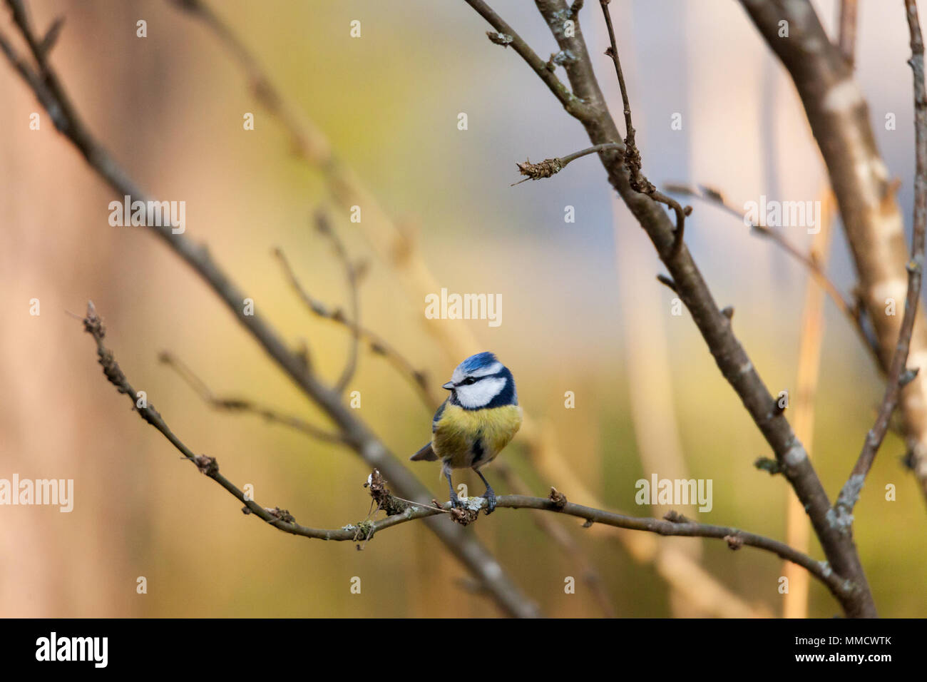 Blue tit bird sitting on small branch Stock Photo - Alamy