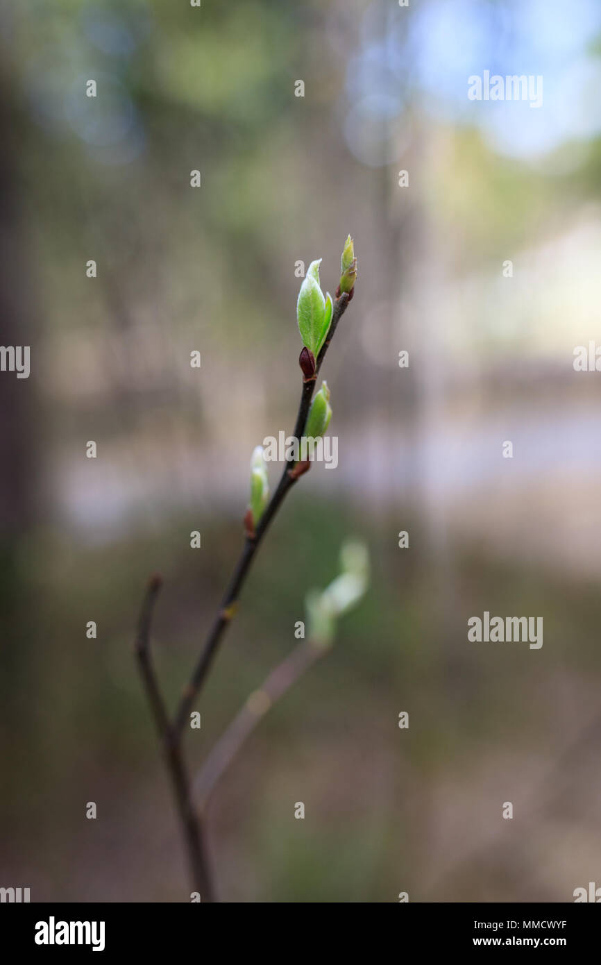 New leaf growing in tree at spring Stock Photo - Alamy