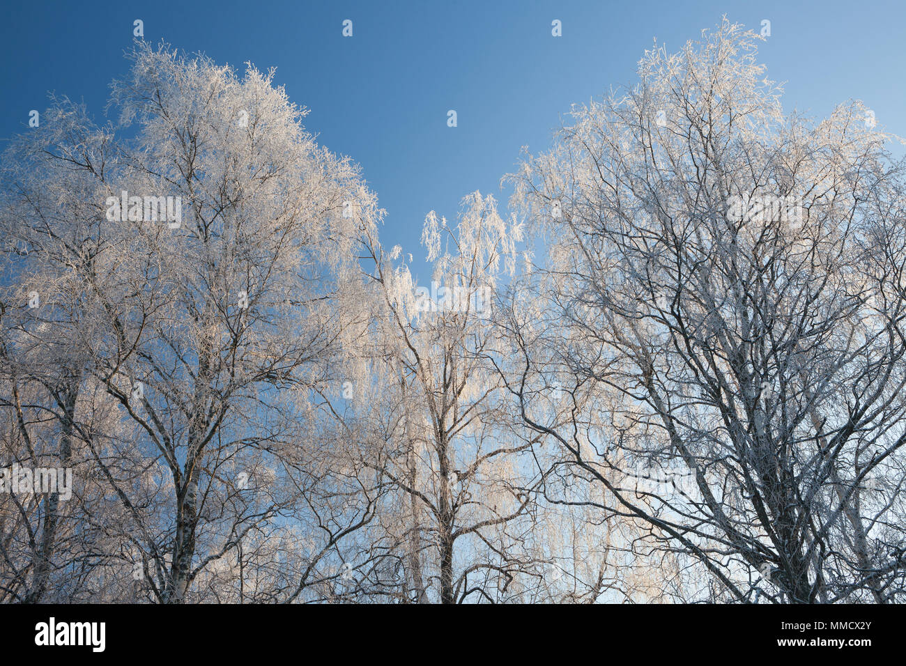 White birch tree tops hi-res stock photography and images - Alamy