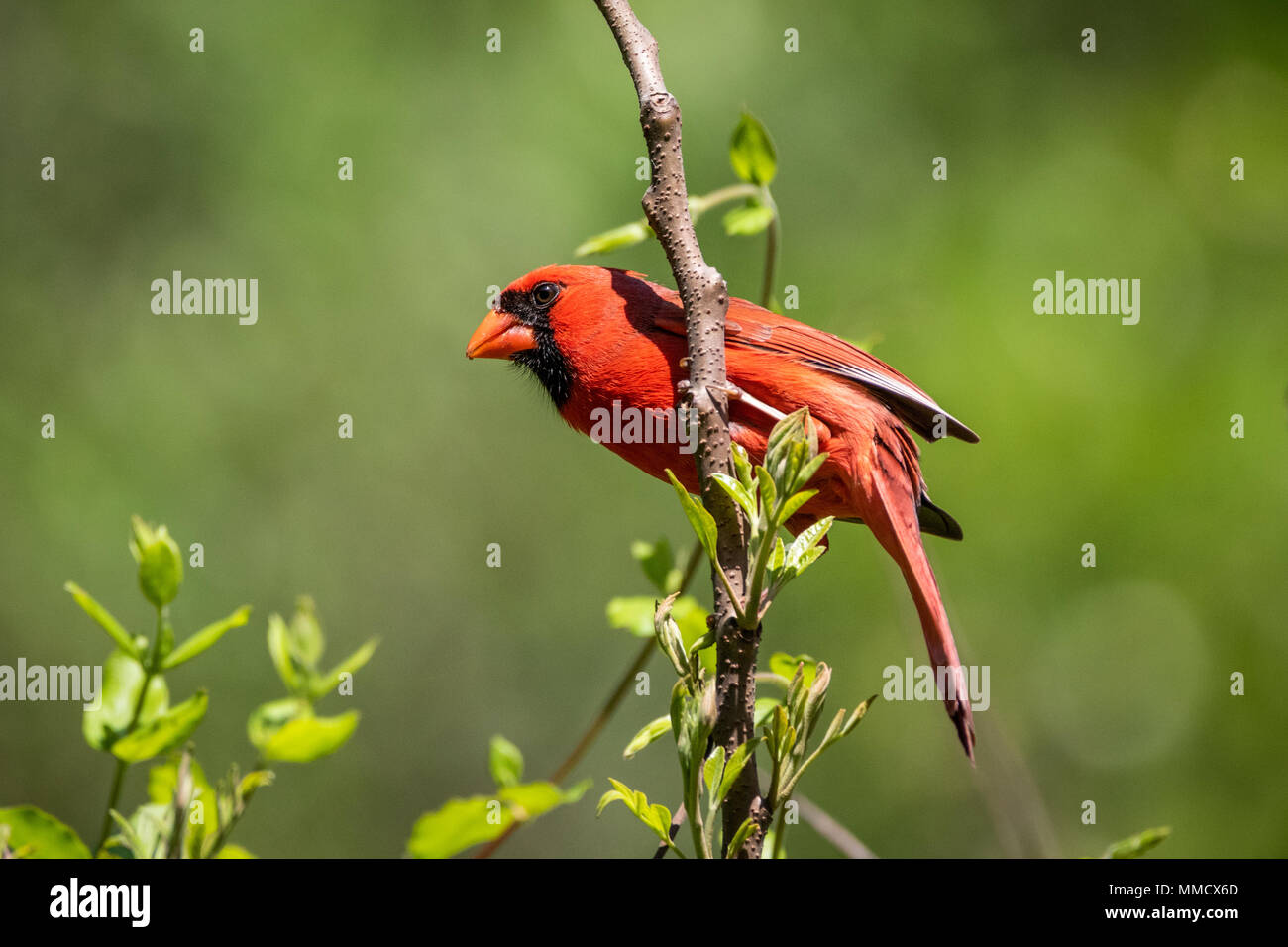 A northern cardinal spotted in the wild in Central Appalachia Stock ...