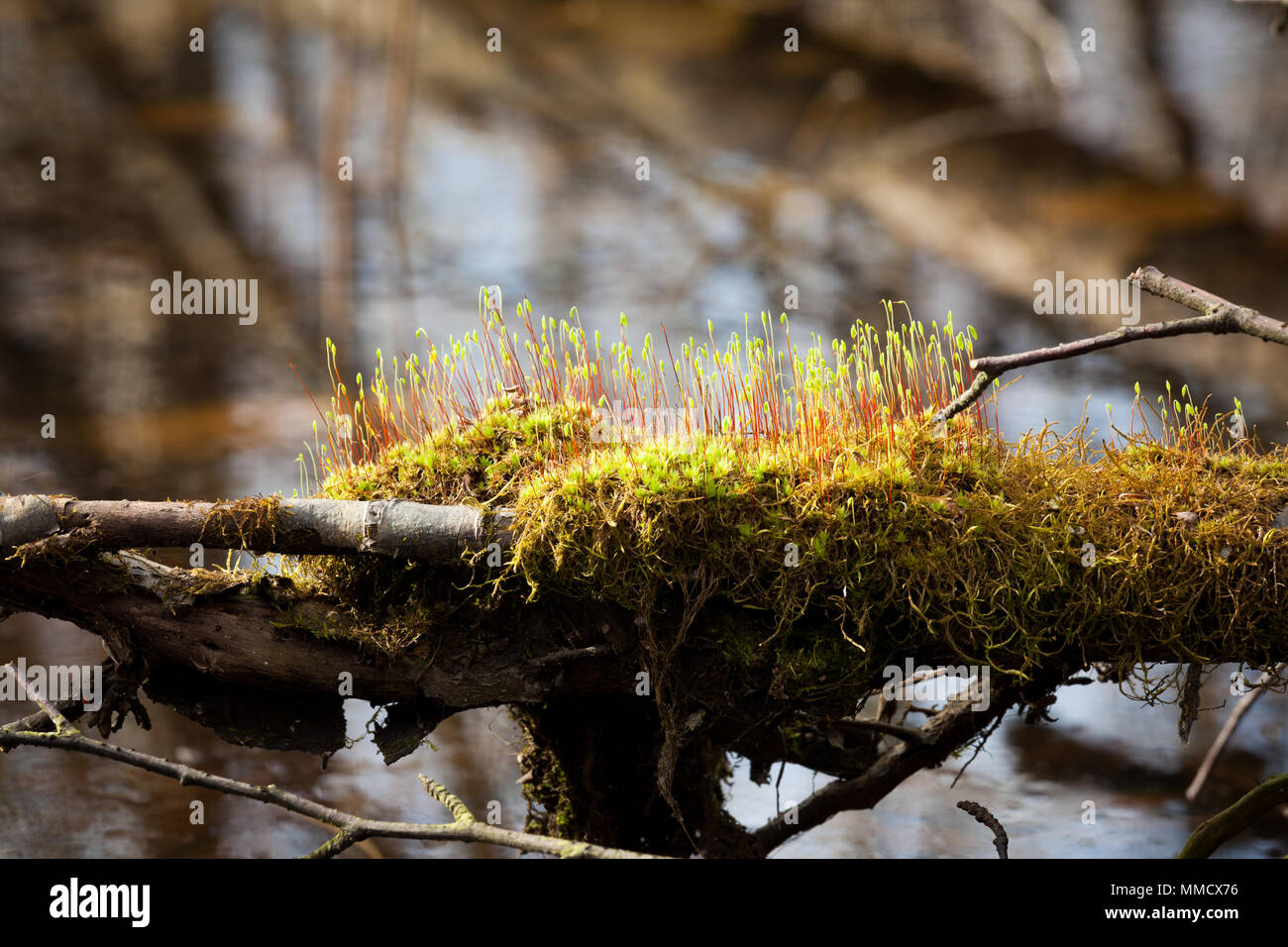 Plants in forest near water Stock Photo - Alamy