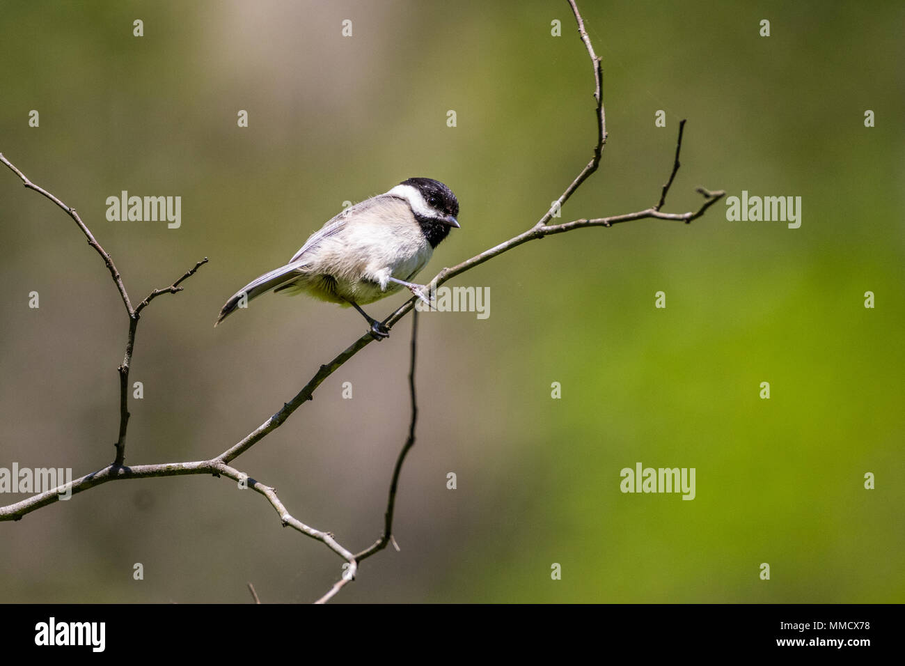 Small limb hi-res stock photography and images - Alamy
