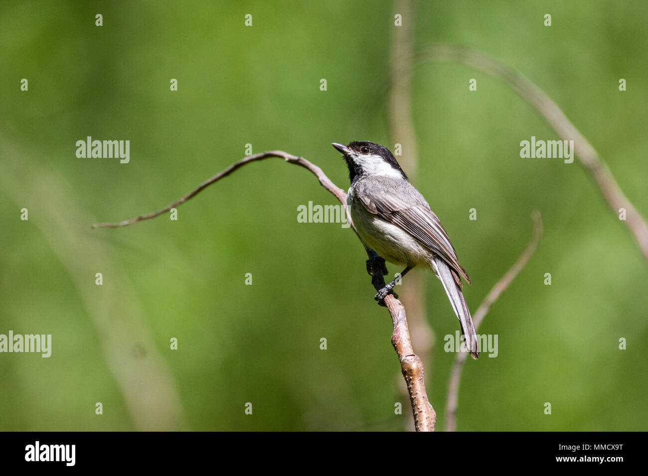 Black capped chickadee flock hi-res stock photography and images - Alamy