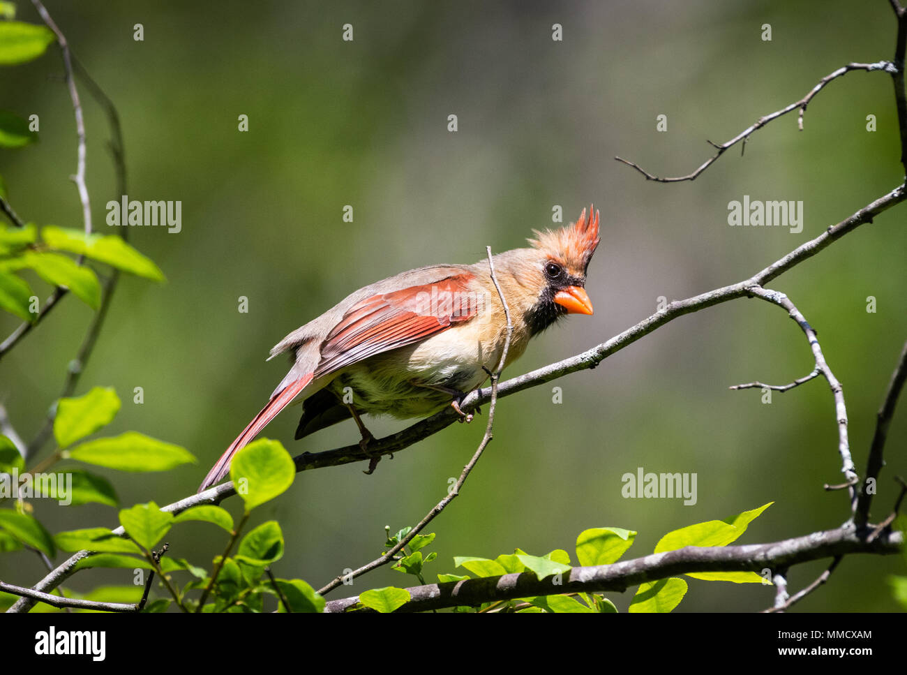 A northern cardinal spotted in the wild in Central Appalachia Stock ...