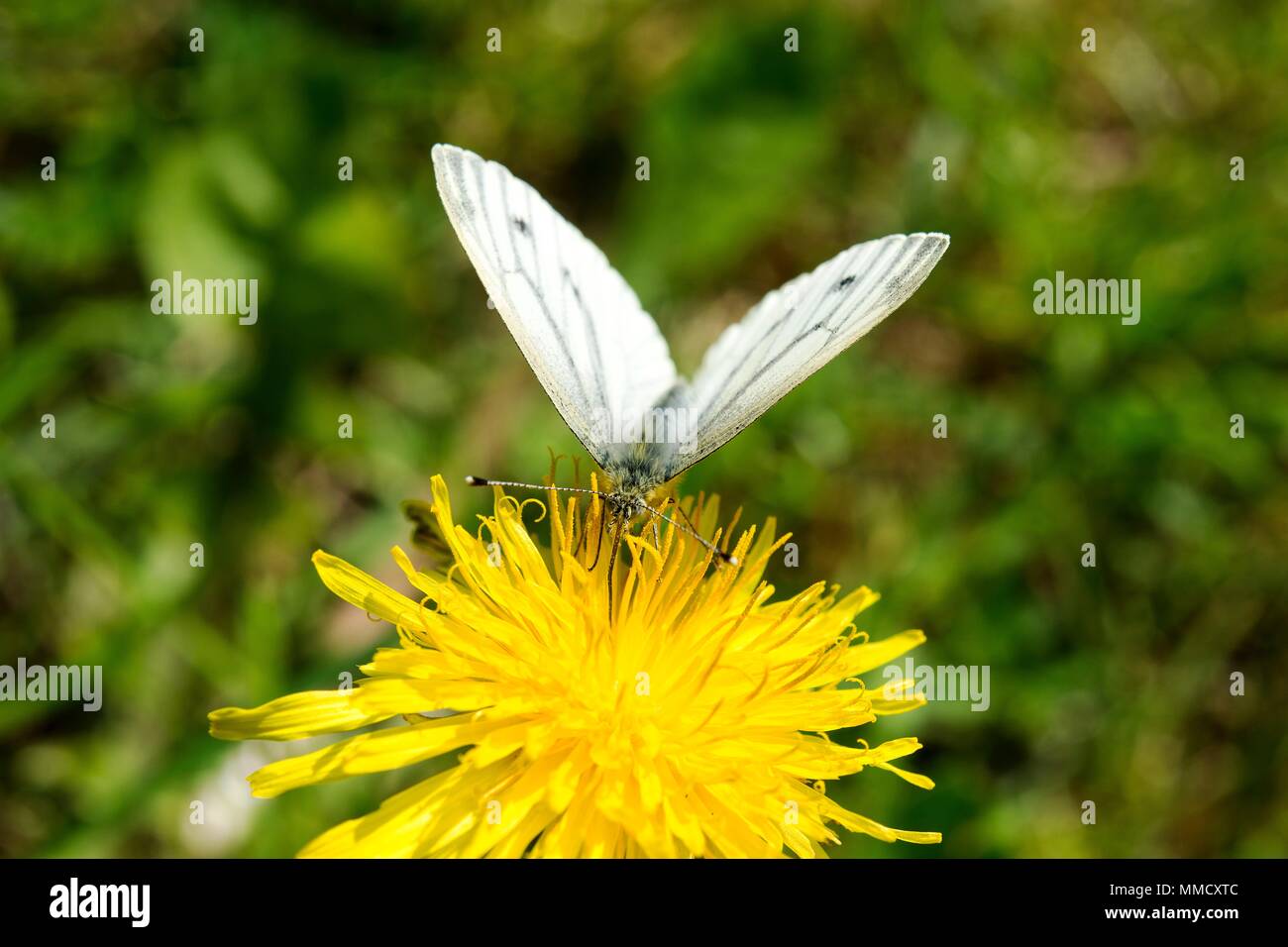 Butterfly pollinator hi-res stock photography and images - Alamy