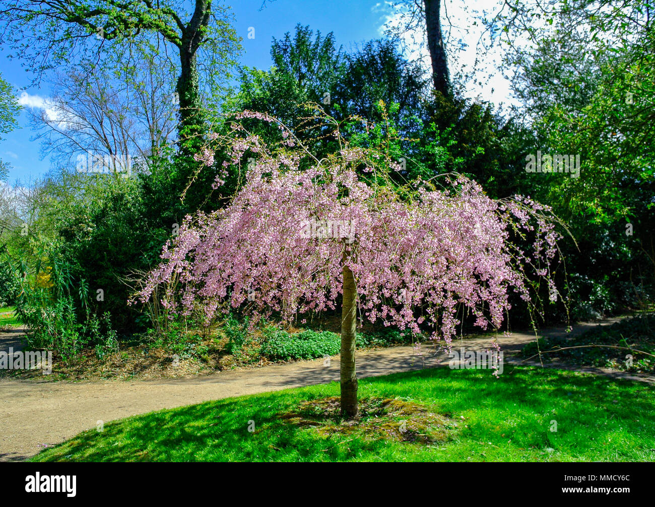 cherry blossoms in a park Stock Photo - Alamy