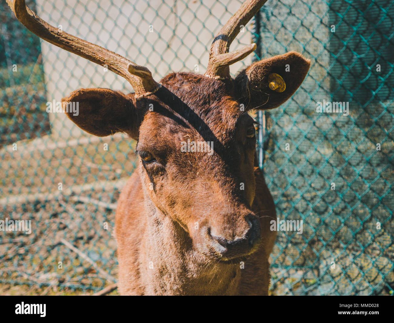 closeup of fallow deer, face in the center Stock Photo - Alamy