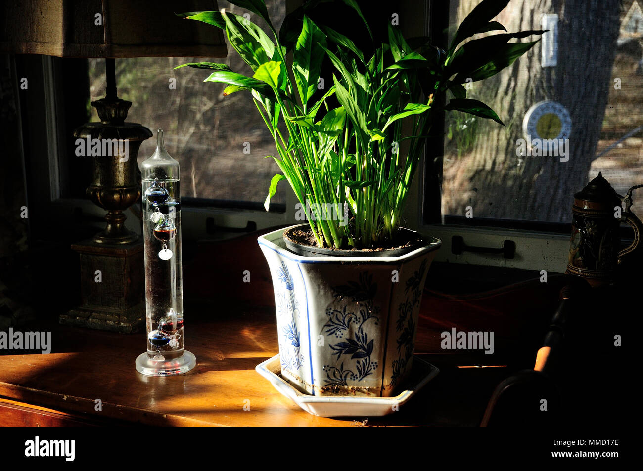 Peace lily in planter on table inside cottage Stock Photo - Alamy