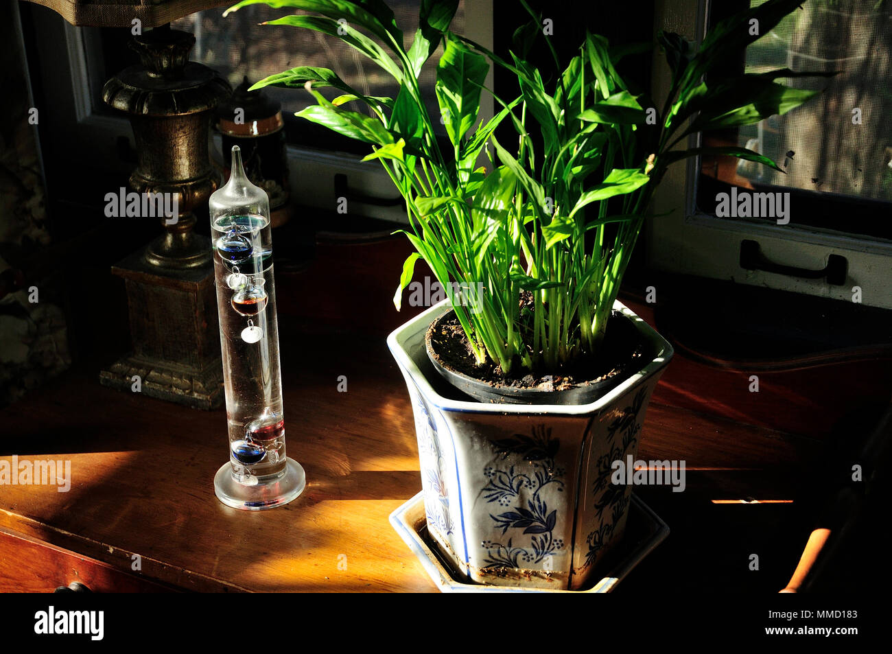Peace lily in planter on table inside cottage Stock Photo - Alamy