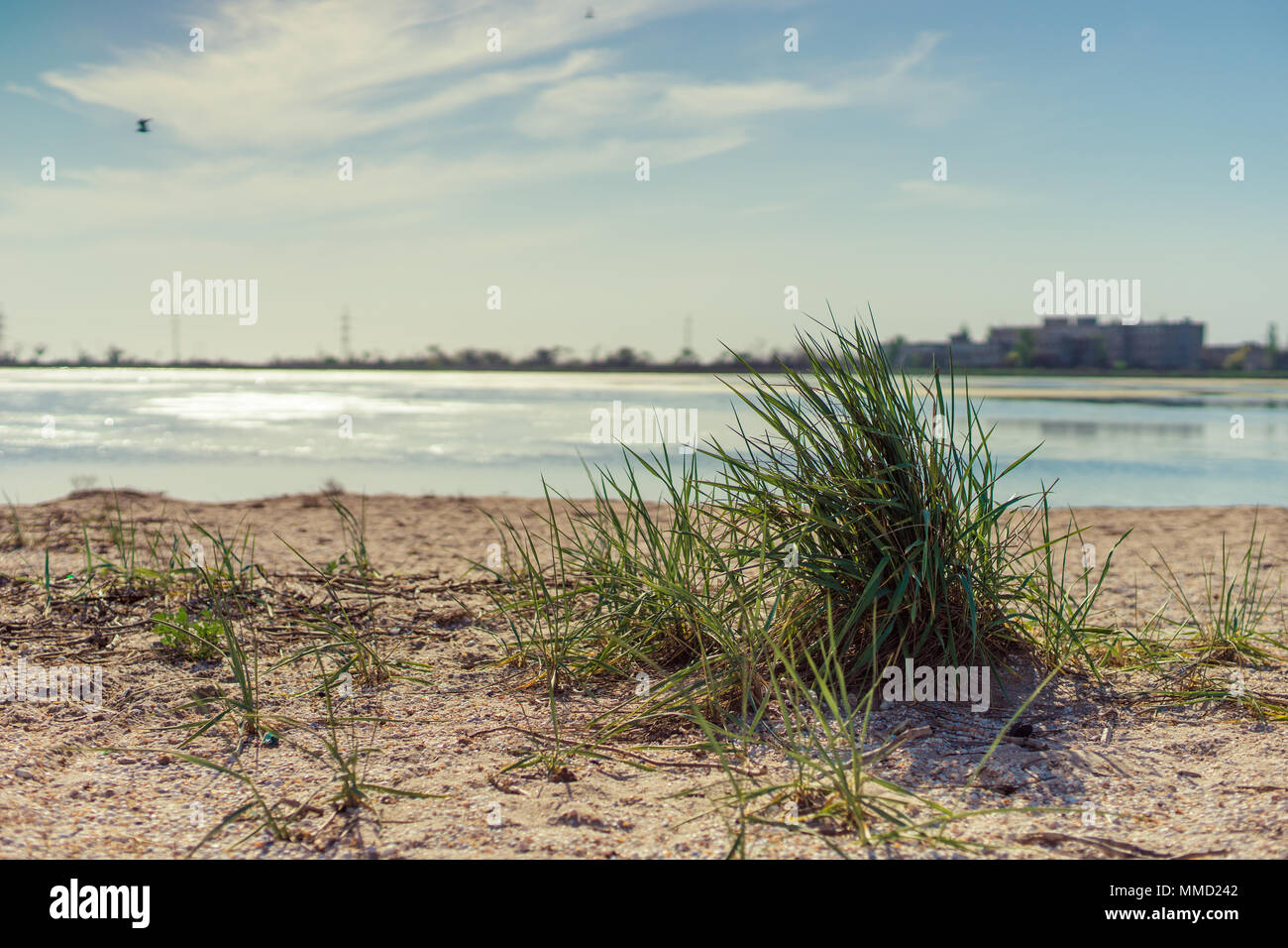 Green cane bush on the sandy beach of the lake Stock Photo - Alamy