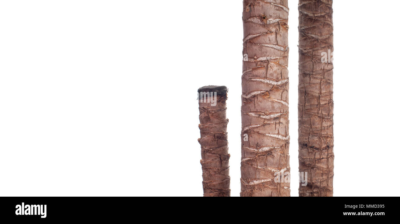 Houseplant Yucca. Trunk of palm tree on white background Stock Photo ...