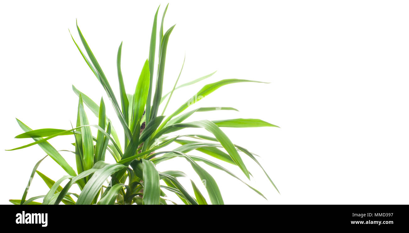 Fresh green Yucca plant on a white background Stock Photo - Alamy