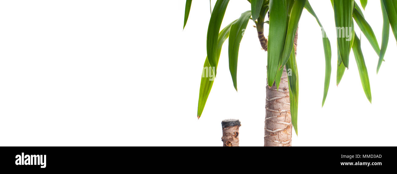 Fresh green Yucca plant on a white background Stock Photo - Alamy