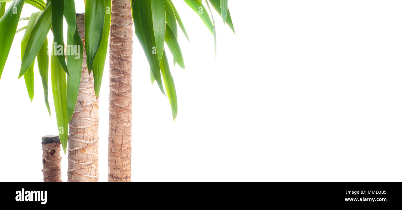 Fresh green Yucca plant on a white background Stock Photo - Alamy