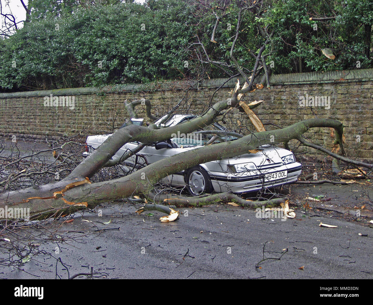 Car crushed by tree after storm hits UK Stock Photo - Alamy