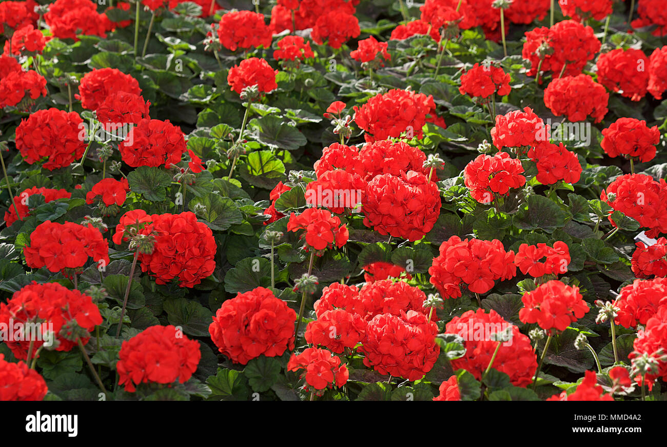 Red geranium pelargonium background. Selective focus. Spring blossom ...