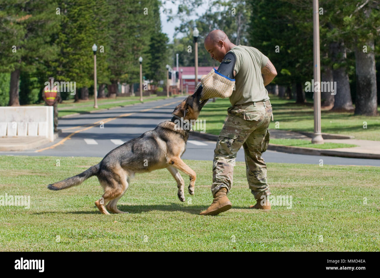 SCHOFIELD BARRACKS — Jerry, a patrol drug detector dog, attacks Staff ...