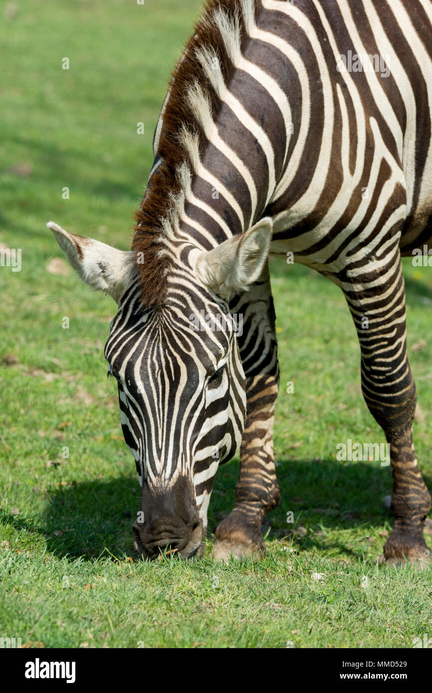 Zebra eyelashes hi-res stock photography and images - Alamy