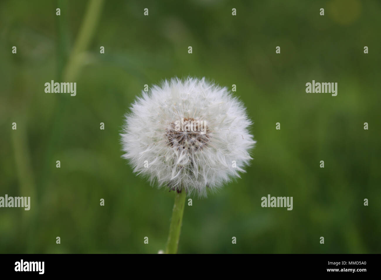 Wire weed hi-res stock photography and images - Alamy