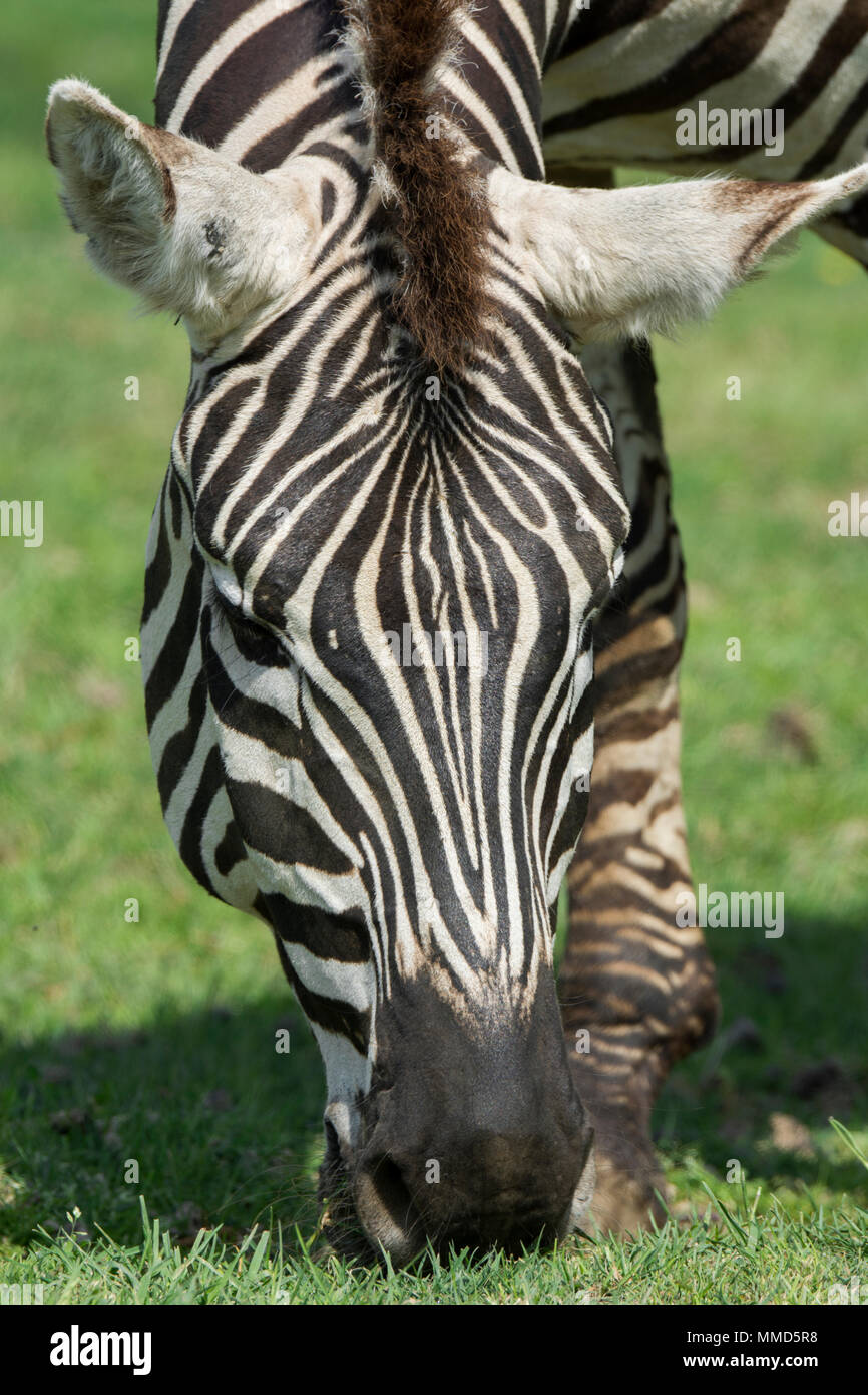 Zebra eyelashes hi-res stock photography and images - Alamy