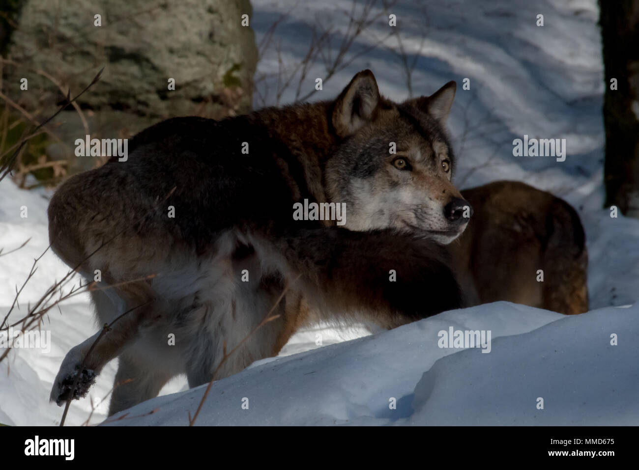 Voluptuous hi-res stock photography and images - Alamy