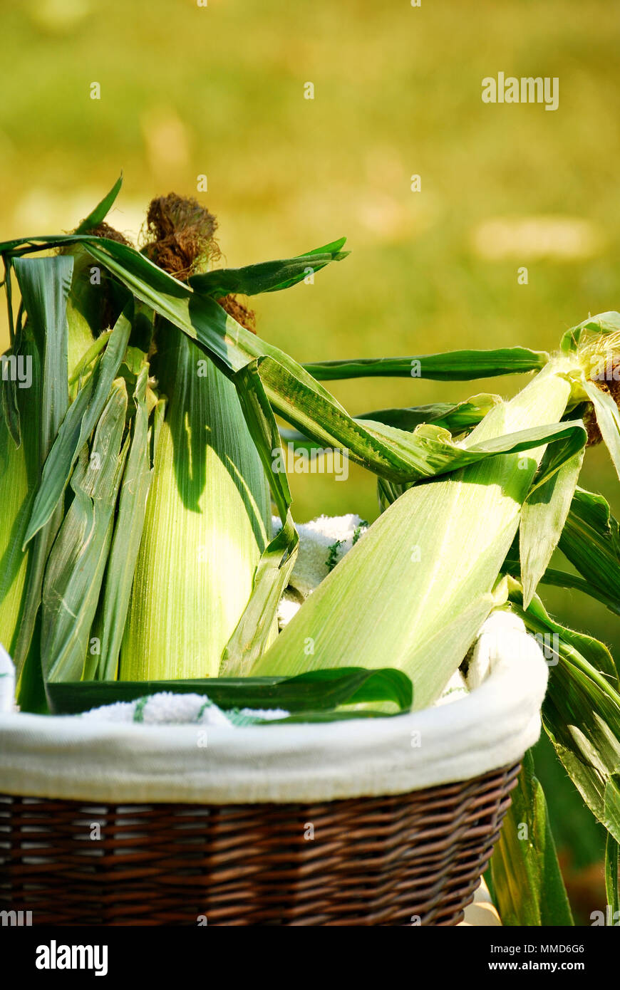 fresh-picked corn on the cob Stock Photo - Alamy