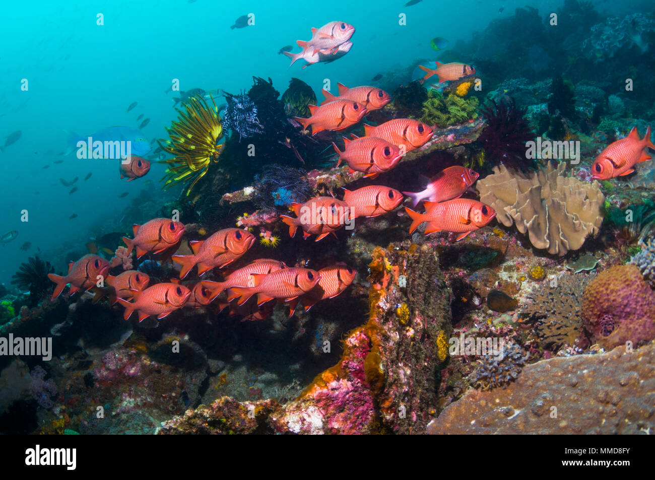 Bigscale soldierfish (Myripristis berndti). Rinca, Indonesia Stock ...