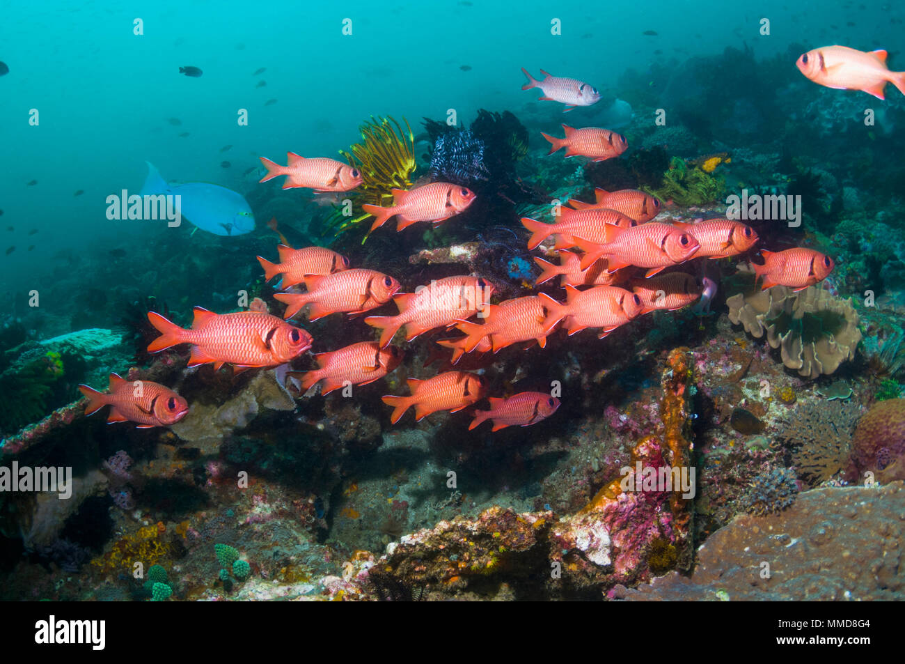 Bigscale soldierfish (Myripristis berndti). Rinca, Indonesia Stock ...