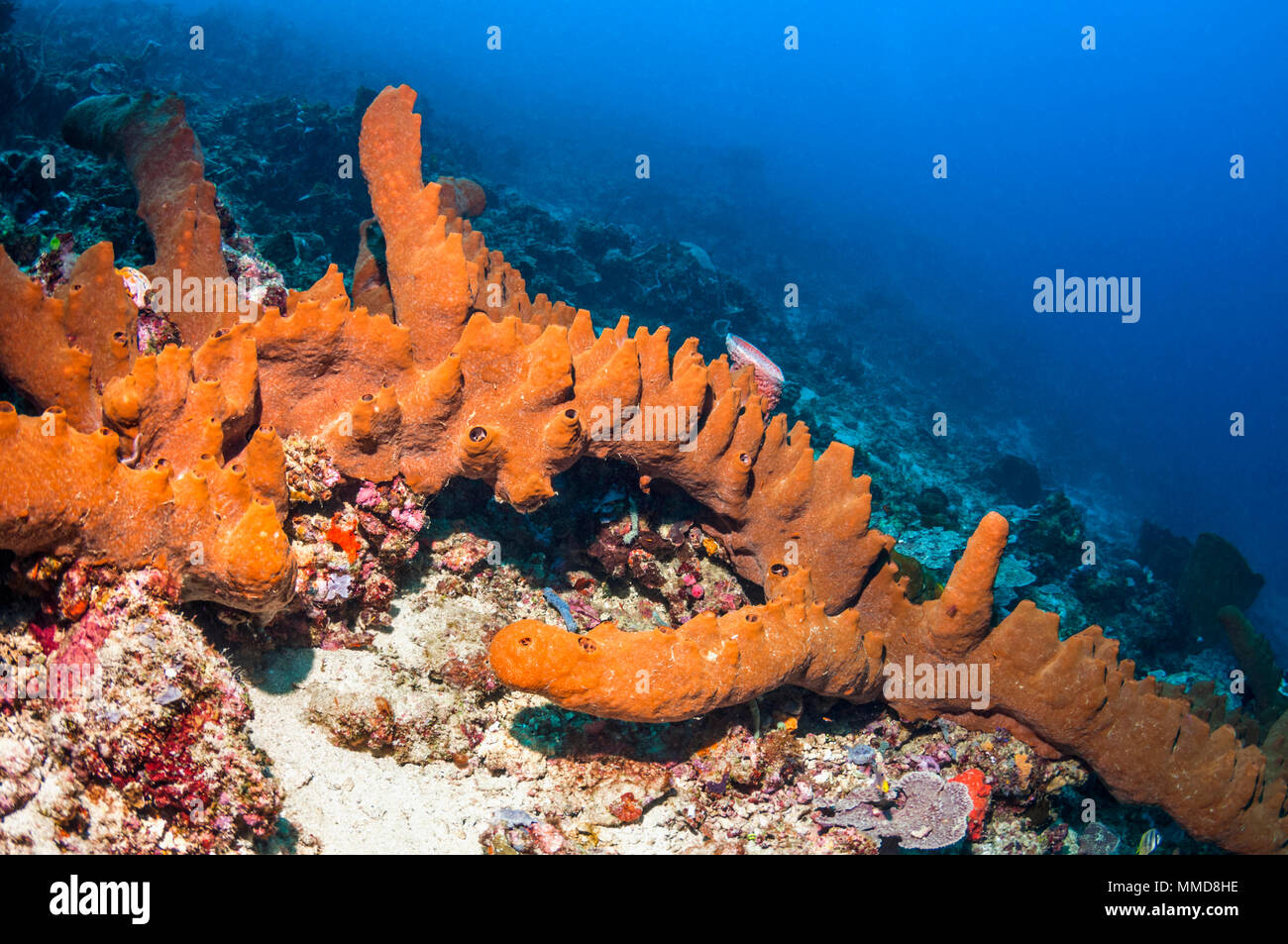 Sea sponge indo pacific hi-res stock photography and images - Alamy