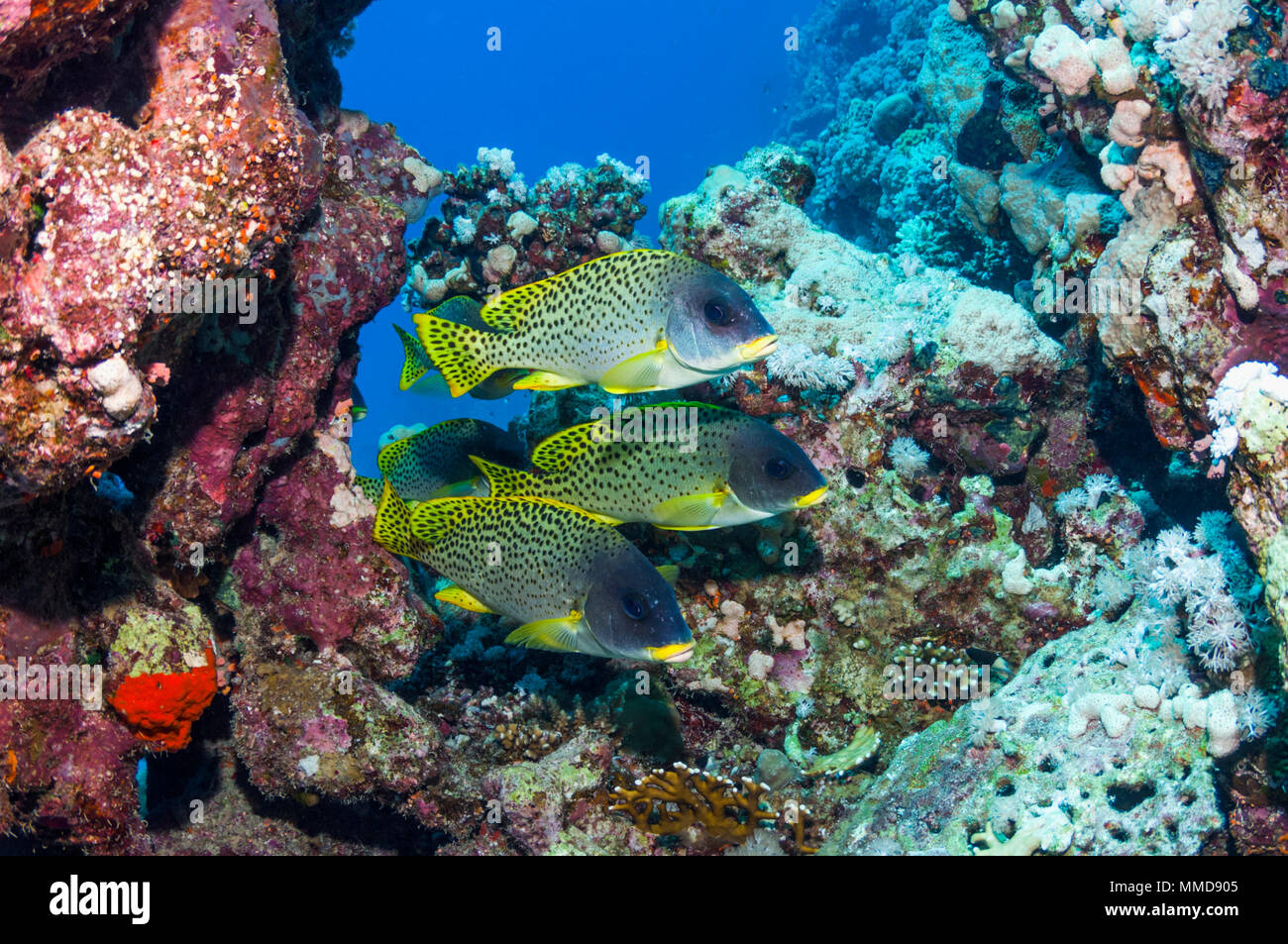 Blackspotted sweetlips [Plecthorhinchus gaterinus]. Red Sea, Egypt ...