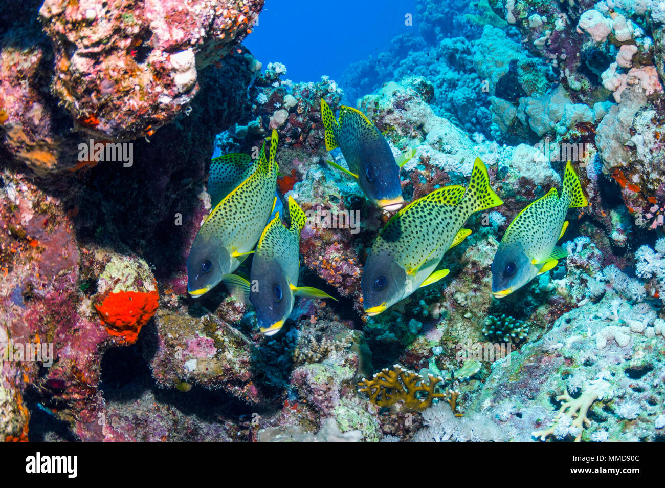 Blackspotted sweetlips [Plecthorhinchus gaterinus]. Red Sea, Egypt ...