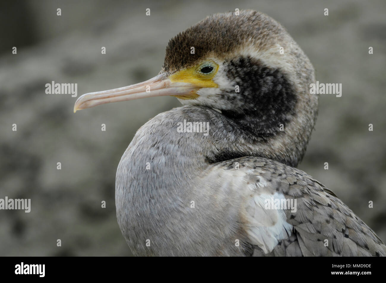 Oceania, New Zealand, Aotearoa, South Island, juvenile Cormorant on ...