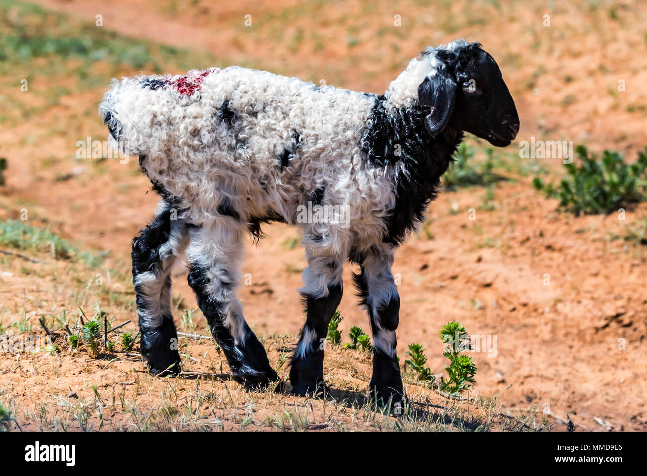 Young black and white lamb in nature Stock Photo - Alamy