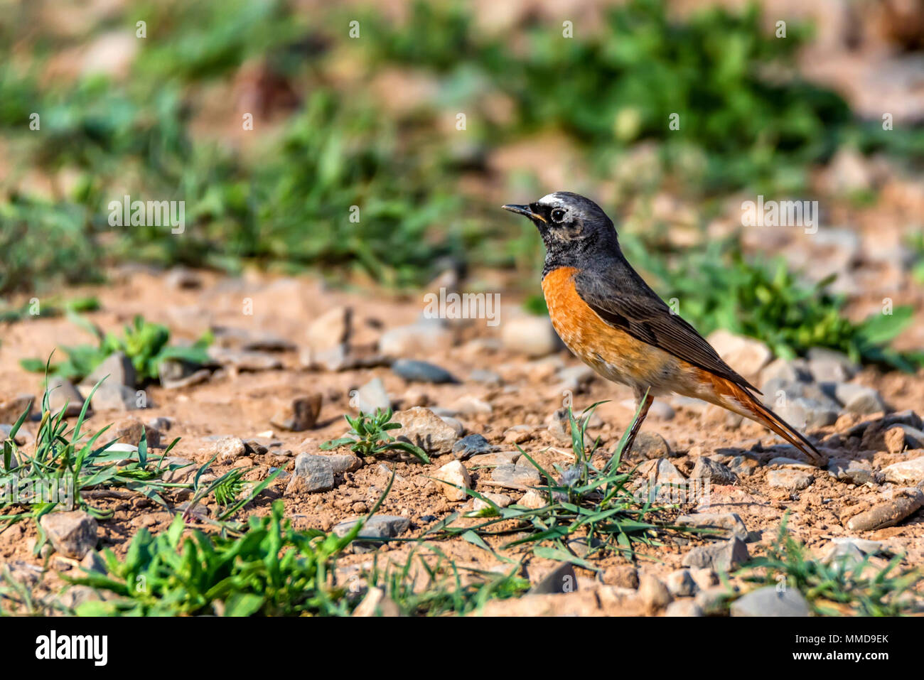 Redstart bird walks on ground close Stock Photo - Alamy