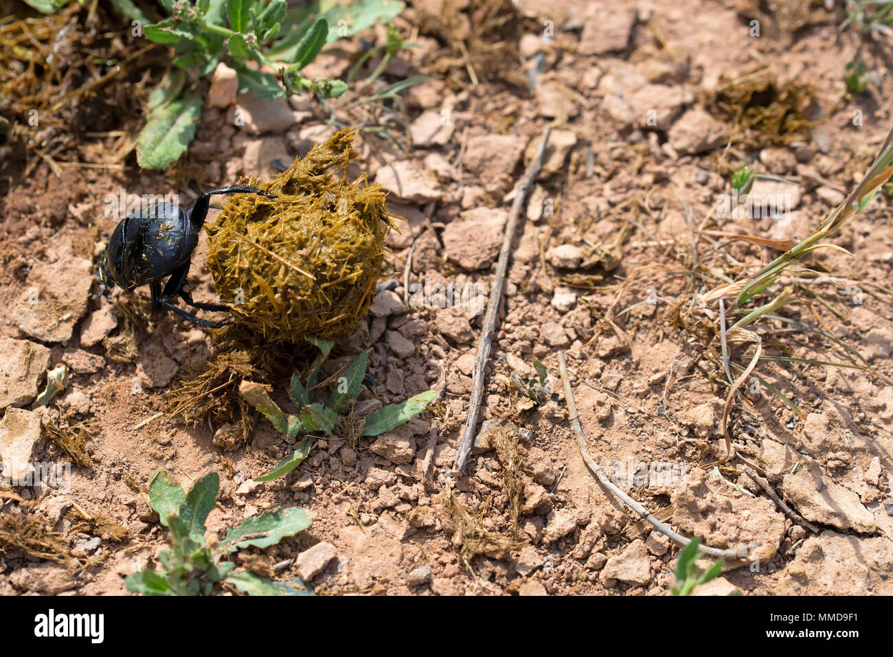 Single Scarabaeus sacer of Sacred Scarab on ground Stock Photo - Alamy