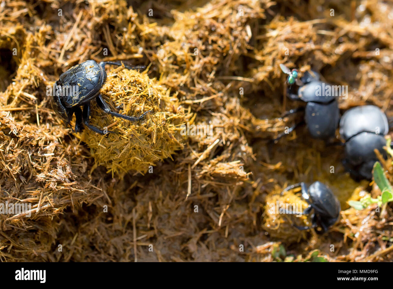 Group of Scarabaeus sacer of Sacred Scarab in dung Stock Photo - Alamy